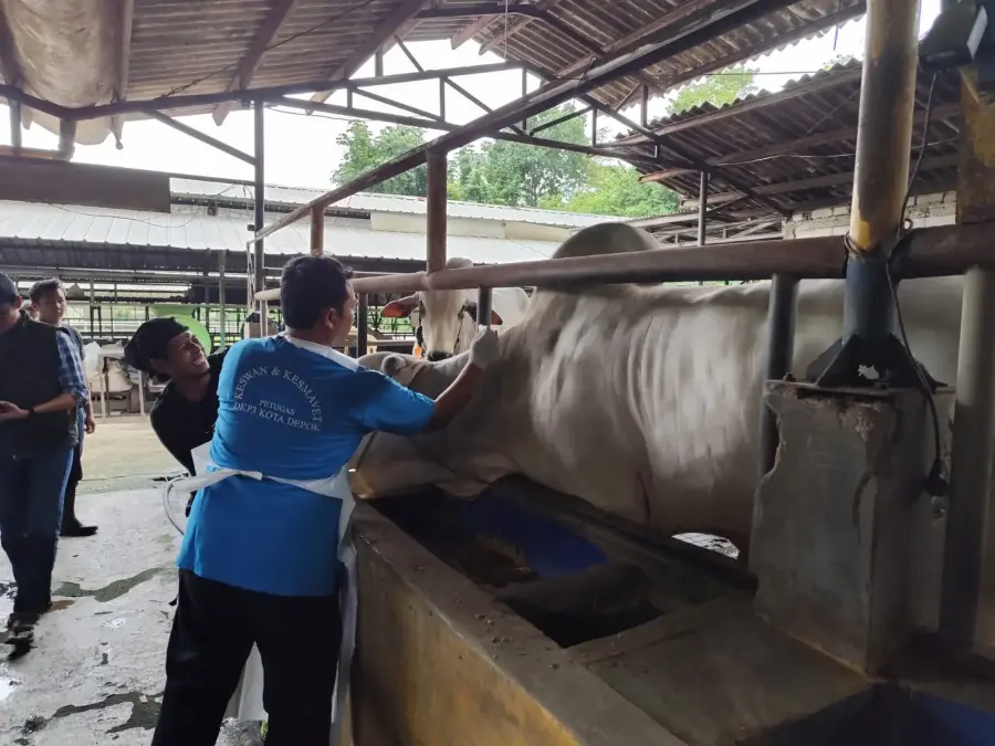 Portal Berita Resmi Pemerintah Kota Depok - Syarat Tempat Pemotongan ...